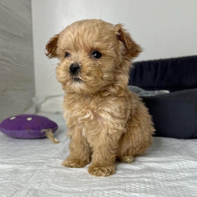 Maltipoo puppies for sale – Surprise Puppy Home
