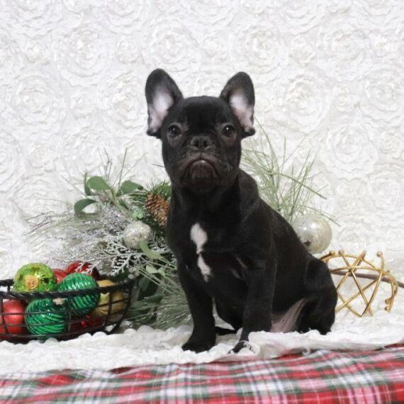 French Bulldog puppies for sale – Surprise Puppy Home