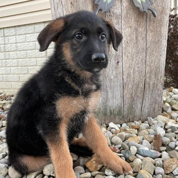 German Shepherd dogs for sale – Surprise Puppy Home
