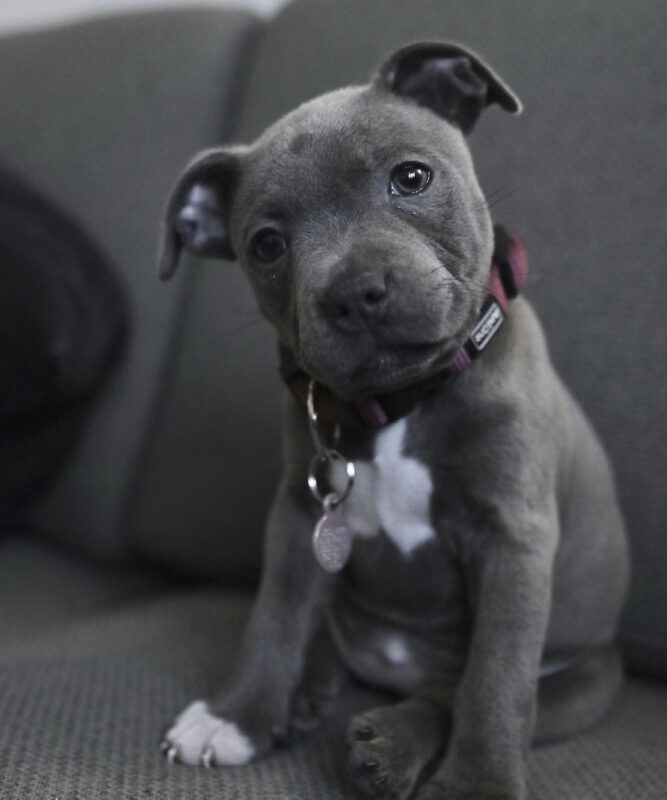 Staffordshire Bull Terrier puppies for sale – Surprise Puppy Home