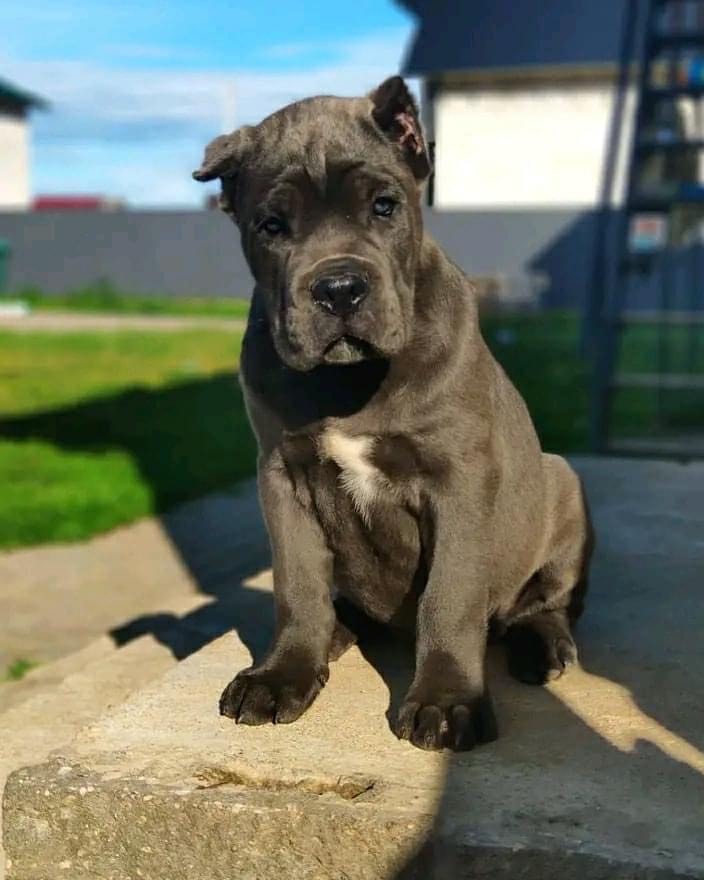 Cane Corso puppies for sale – Surprise Puppy Home