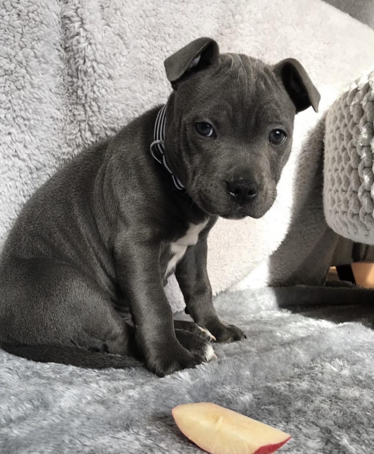 Staffordshire Bull Terrier puppies for sale – Surprise Puppy Home