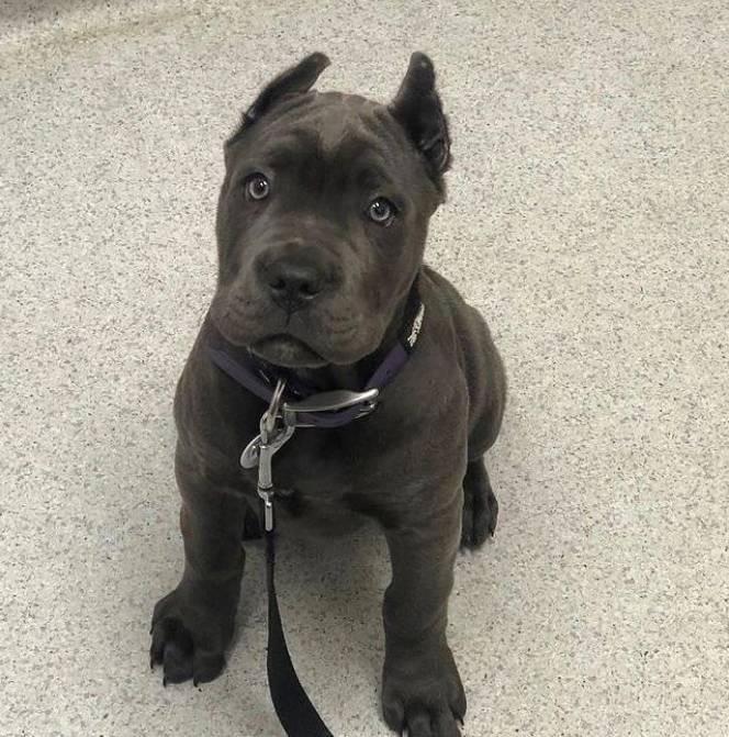 Cane Corso puppies for sale – Surprise Puppy Home