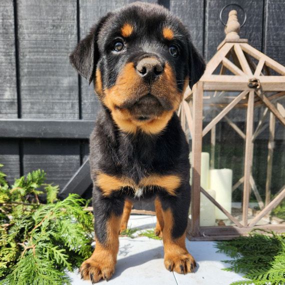Rottweiler puppies for sale – Surprise Puppy Home