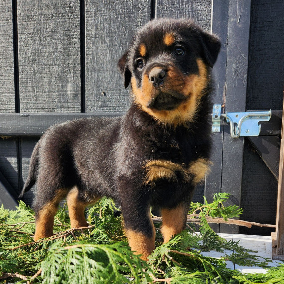 Rottweiler puppies for sale – Surprise Puppy Home