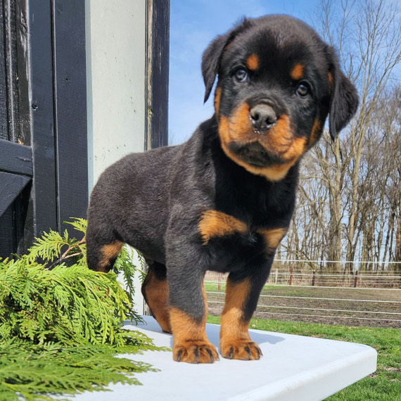 Rottweiler puppies for sale – Surprise Puppy Home