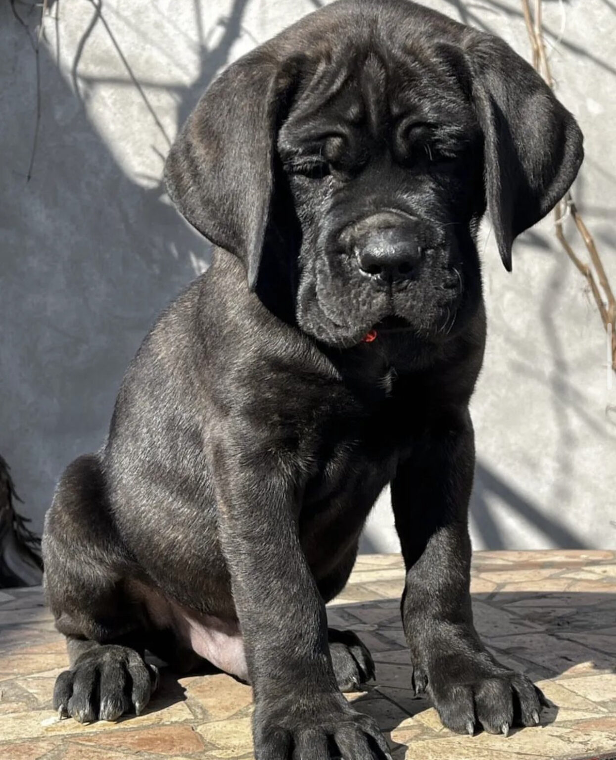 Cane Corso puppies for sale – Surprise Puppy Home