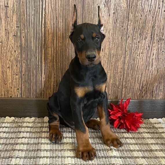 Doberman Pinscher puppies for sale – Surprise Puppy Home