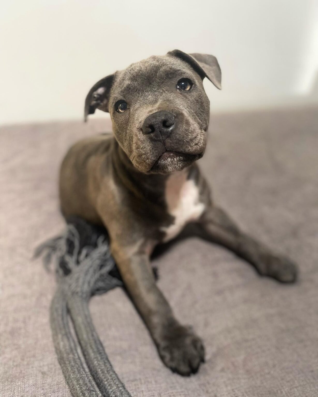 Staffordshire Bull Terrier puppies for sale – Surprise Puppy Home