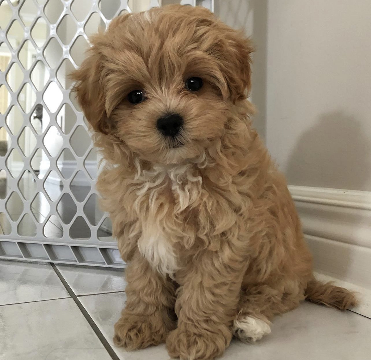 Maltipoo puppies for sale – Surprise Puppy Home